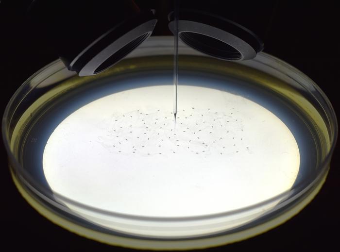 Automated machine learning robot unlocks new potential for genetics