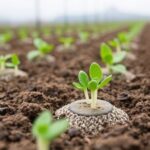 Mycelium Biomulch Harvests Water, Boosts Soil Irrigation